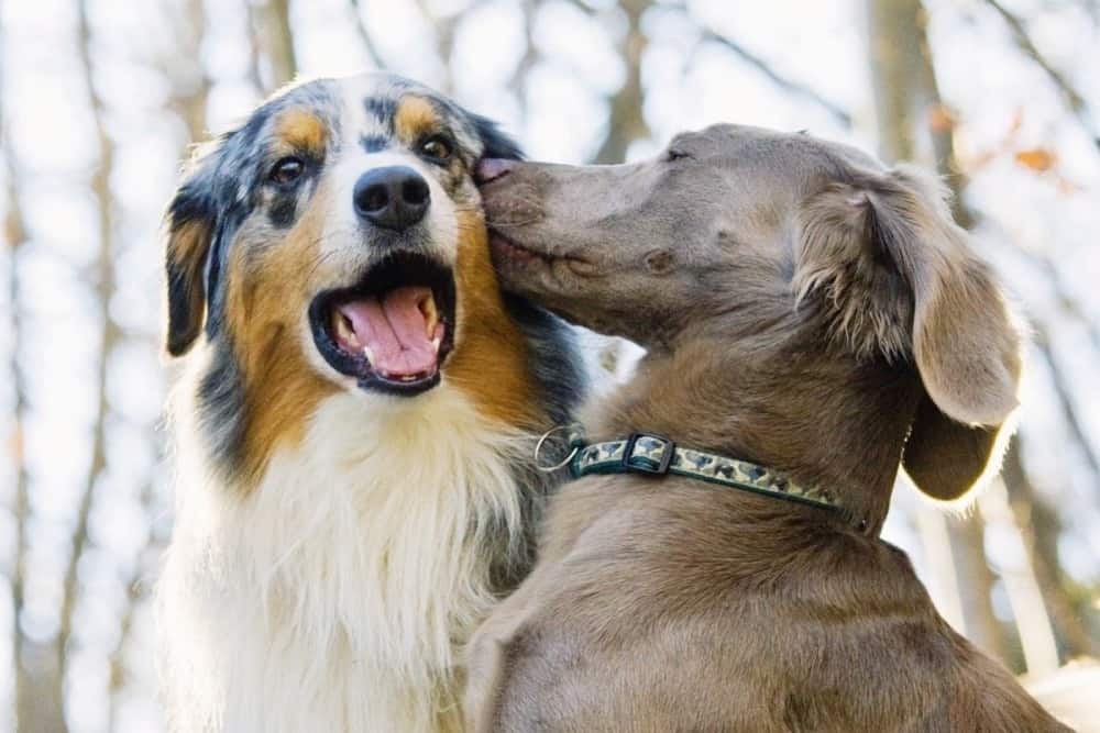 Furever Home Doc TV series is a show about rescued dogs