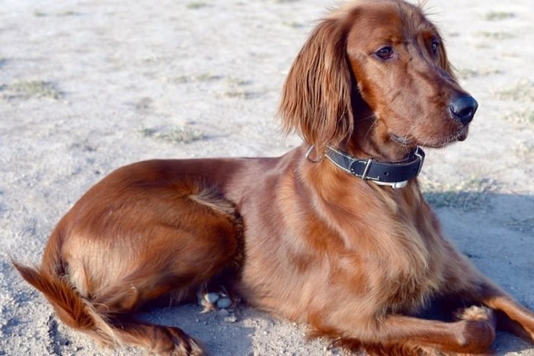Feature Rescue Setter Sanctuary | Furever Network