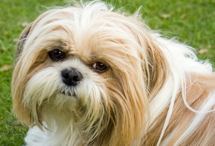 Rescue Shih Tzu for Adoption. Boost the Pooches! | Furever Network